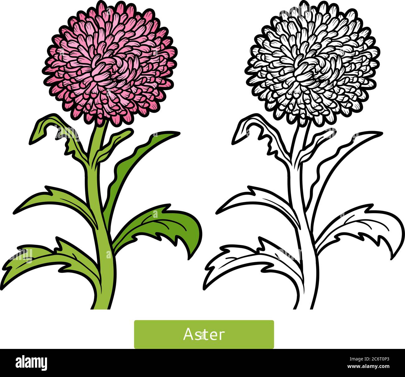Aster vector vectors hi-res stock photography and images - Alamy