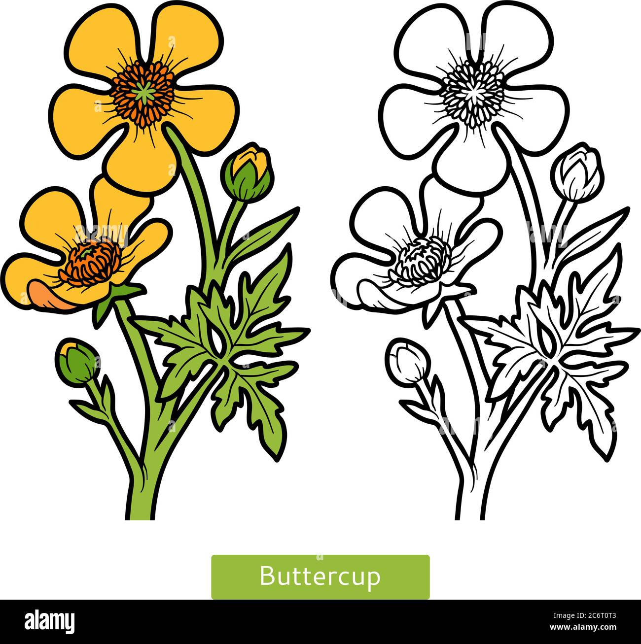 Buttercup flower vector vectors hi-res stock photography and images - Alamy