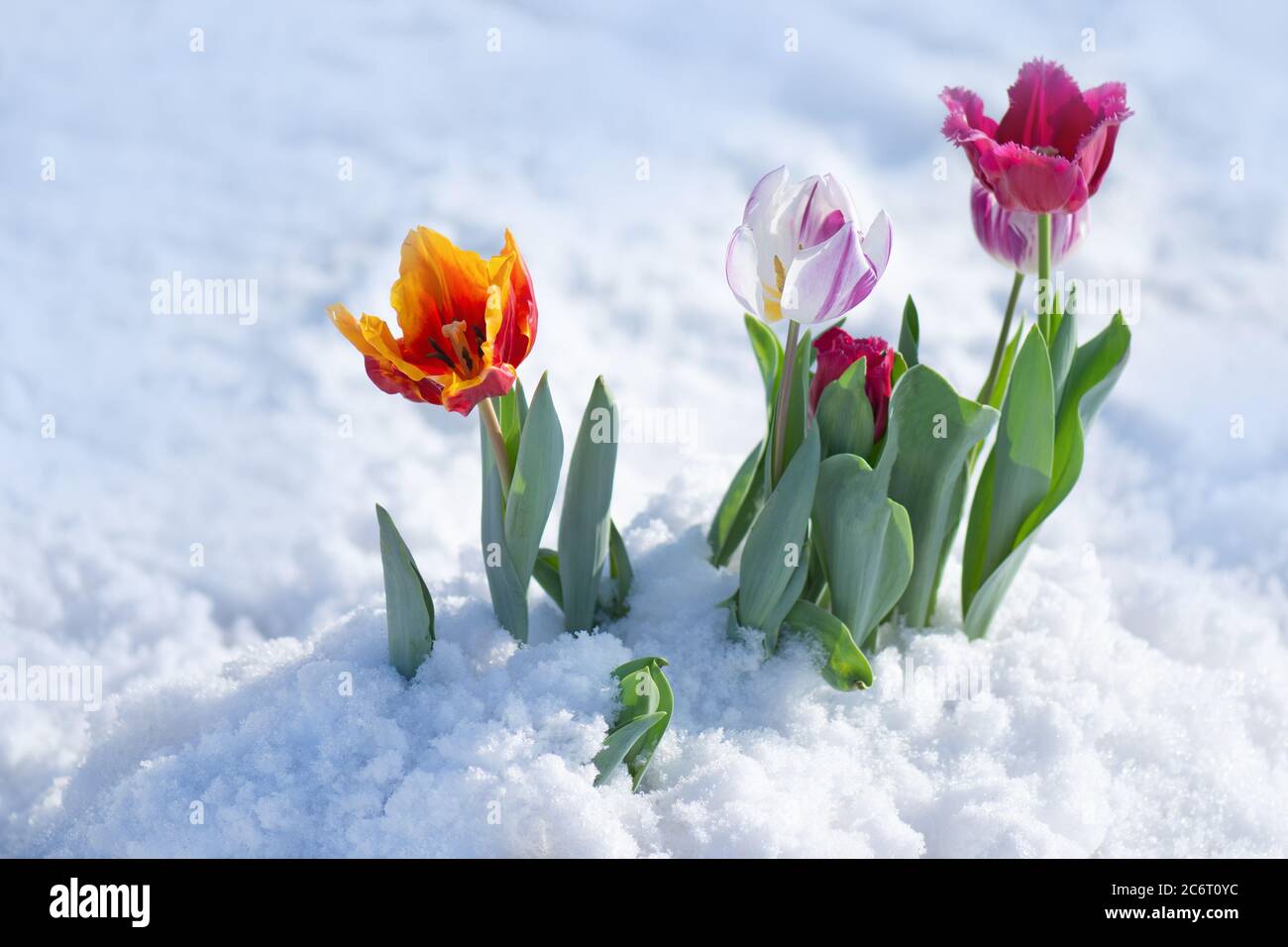 Spring Flowers Landscape Snow