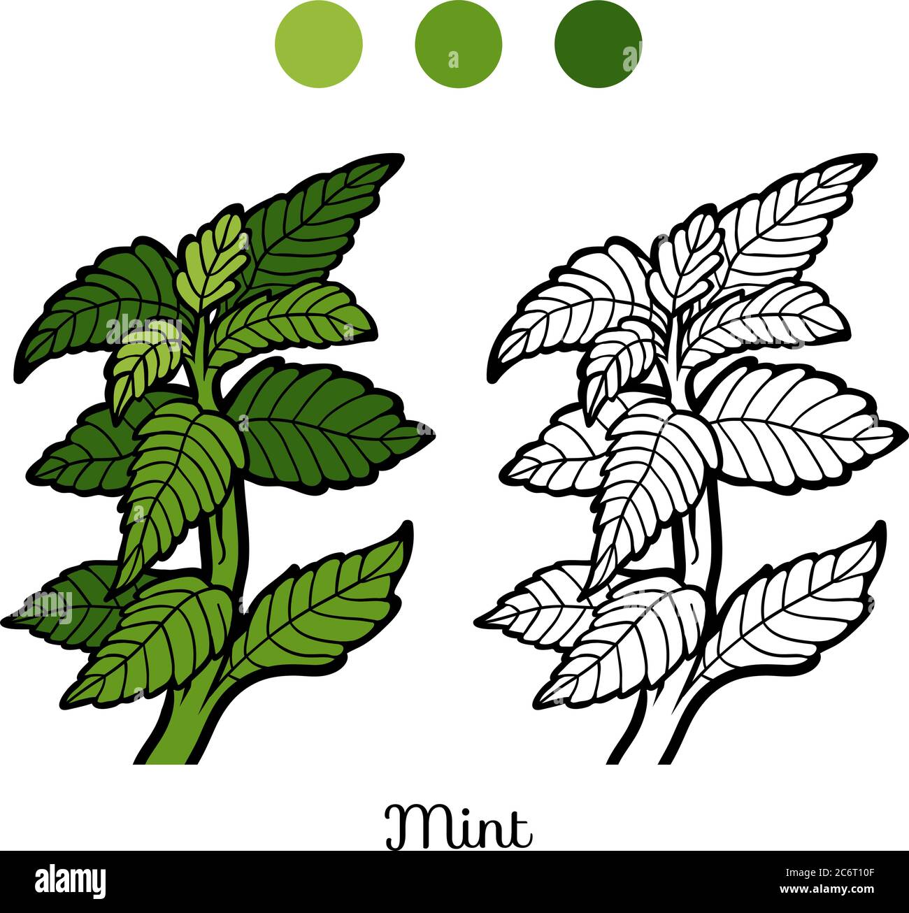 Coloring book for children, plant Mint Stock Vector Image & Art - Alamy