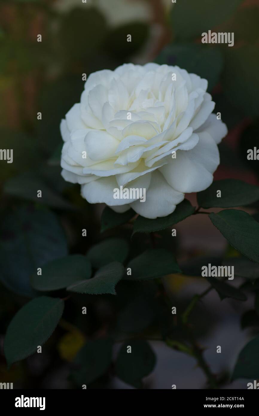 Beautiful white rose. Big white roses in the garden. Snow white rose ...