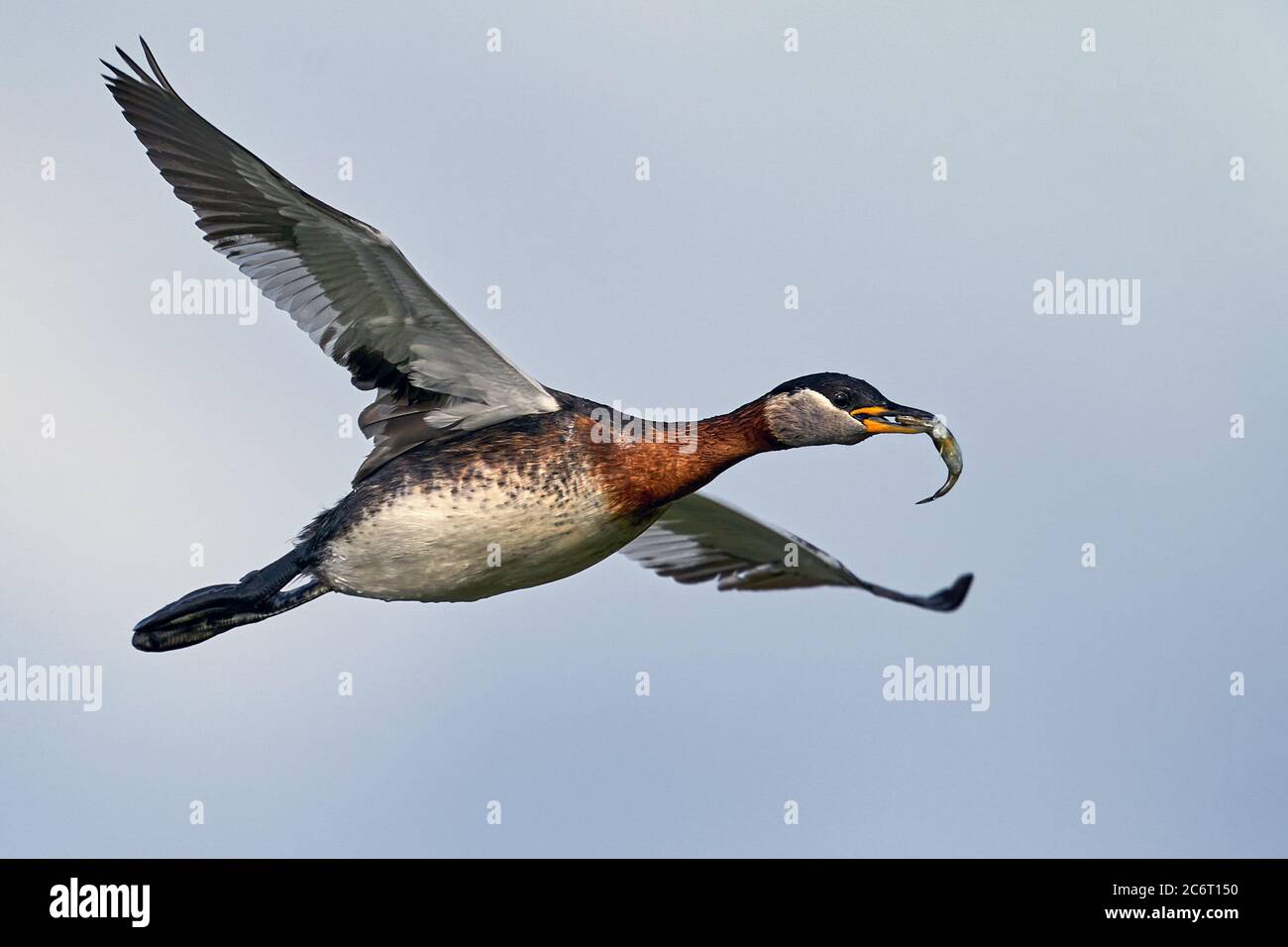 Red-necked grebe in flight with a fish in its beak Stock Photo - Alamy