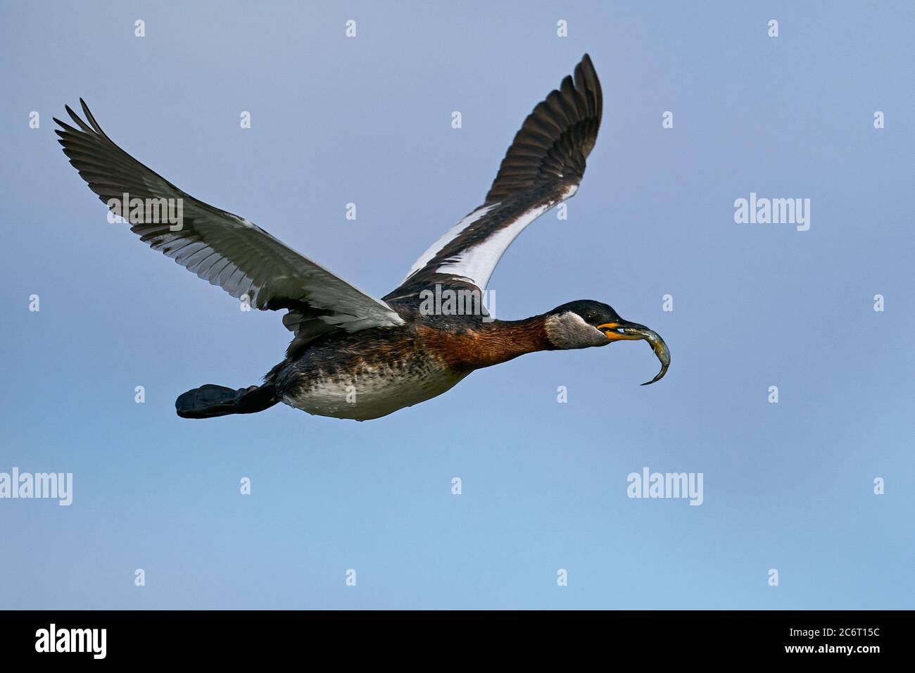 Red-necked grebe in flight with a fish in its beak Stock Photo - Alamy