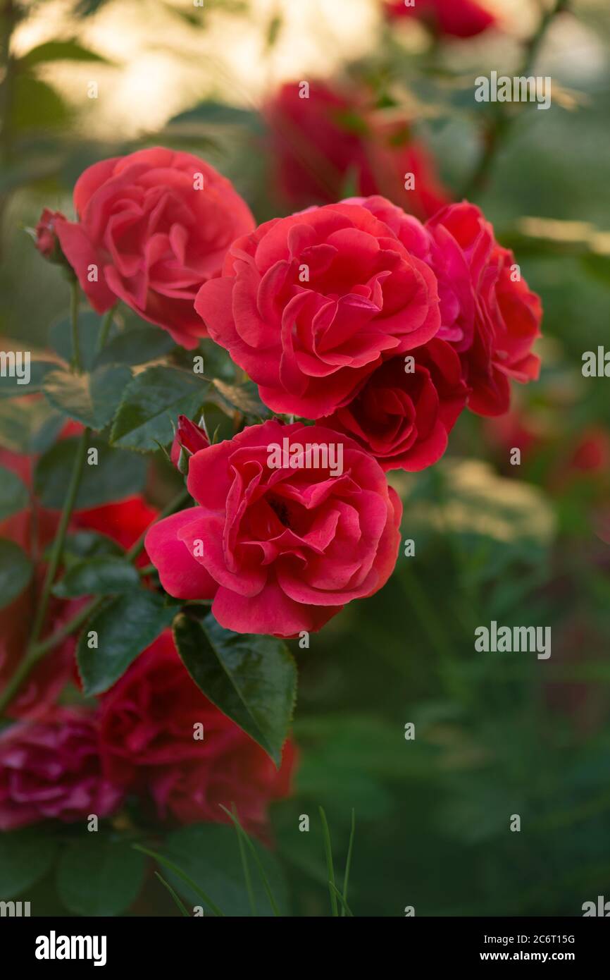 Red park rose flower background. Red roses on a bush in a garden. Red ...