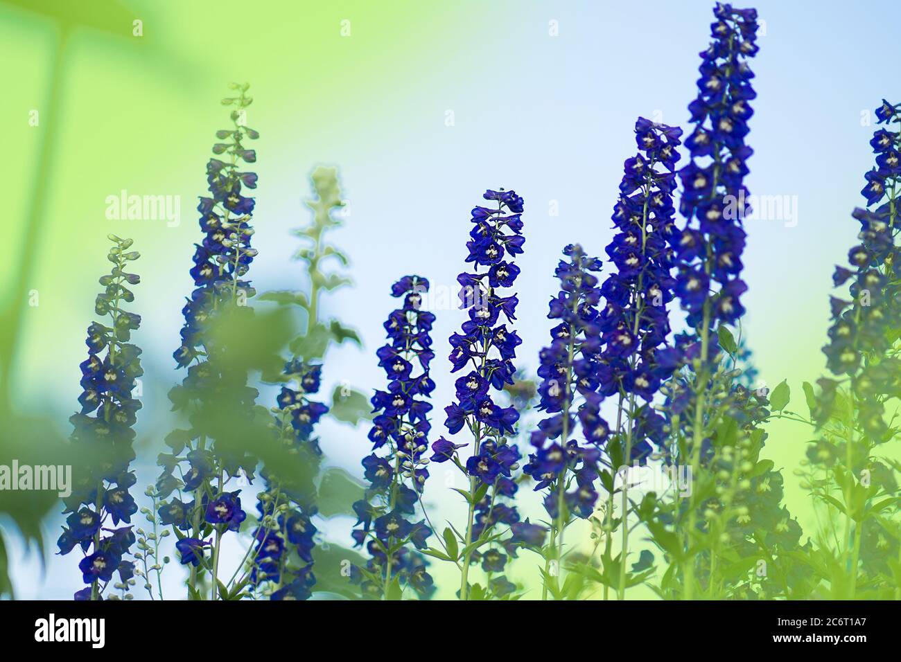 Blue delphinium flower white background hi-res stock photography and ...