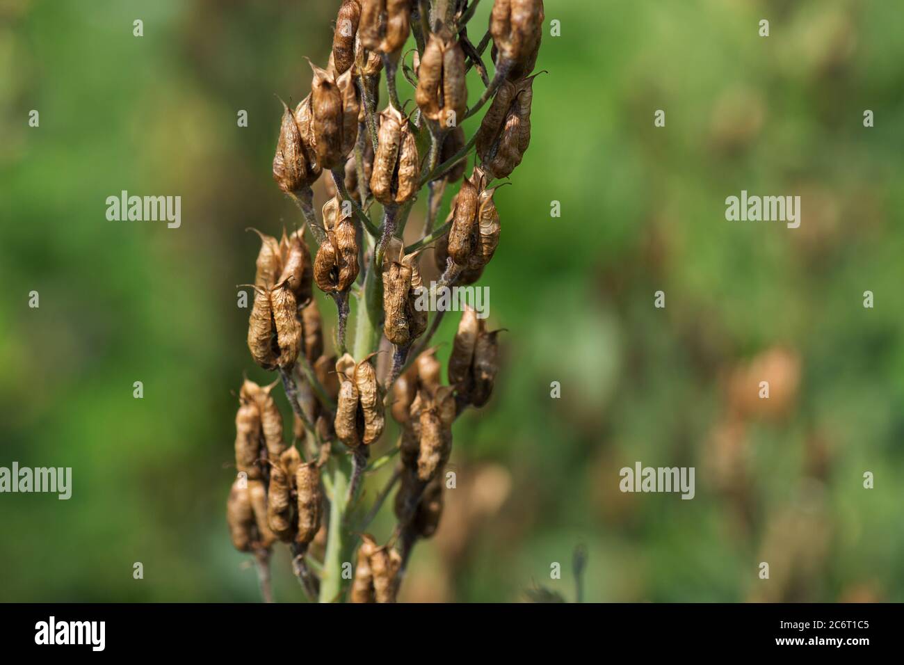 Delphinium field to production seed industry. Delphinium seeds of ...