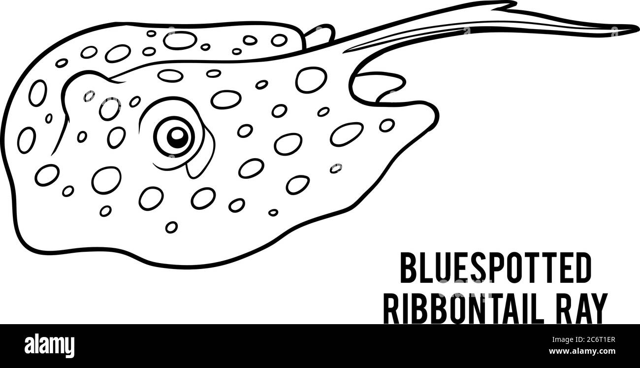 Bluespotted ribbontail ray Stock Vector Images - Alamy