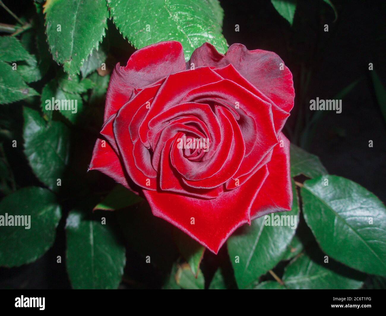 Red rose flower background at night. Red rose blooming in the night ...
