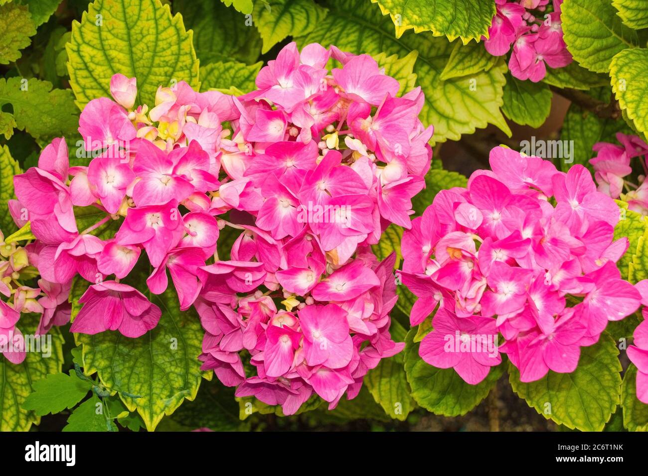 Flowers on a Hydrangea Macrophylla growing in Friuli, Italy. Also known ...
