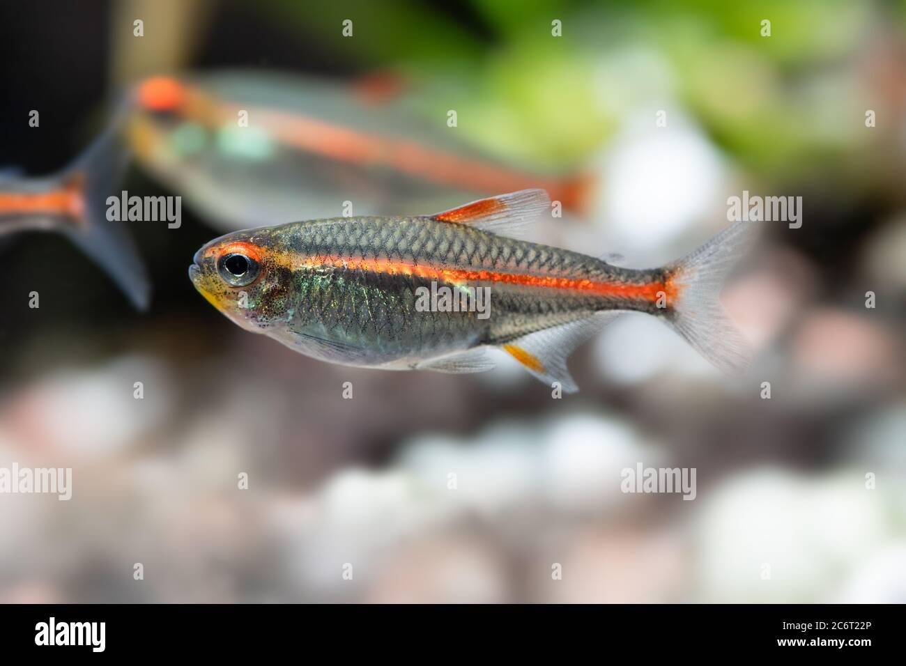 Empty Fish Tank High Resolution Stock Photography and Images - Alamy