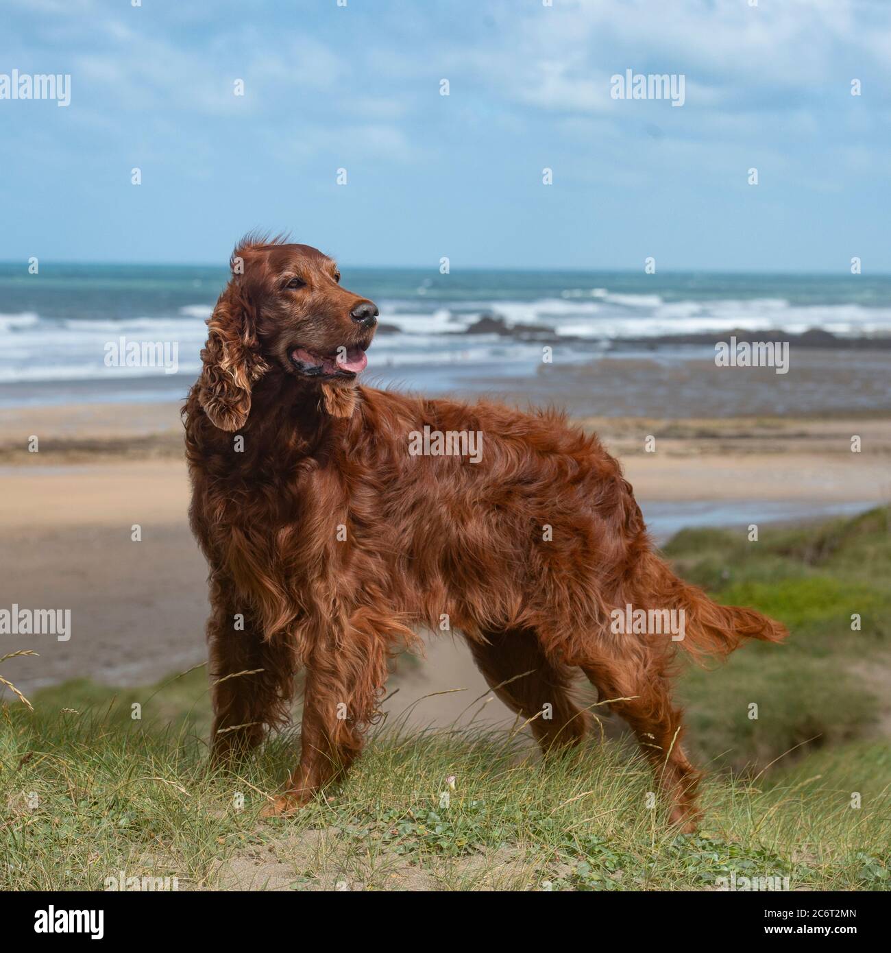 Irish passport open hi-res stock photography and images - Alamy