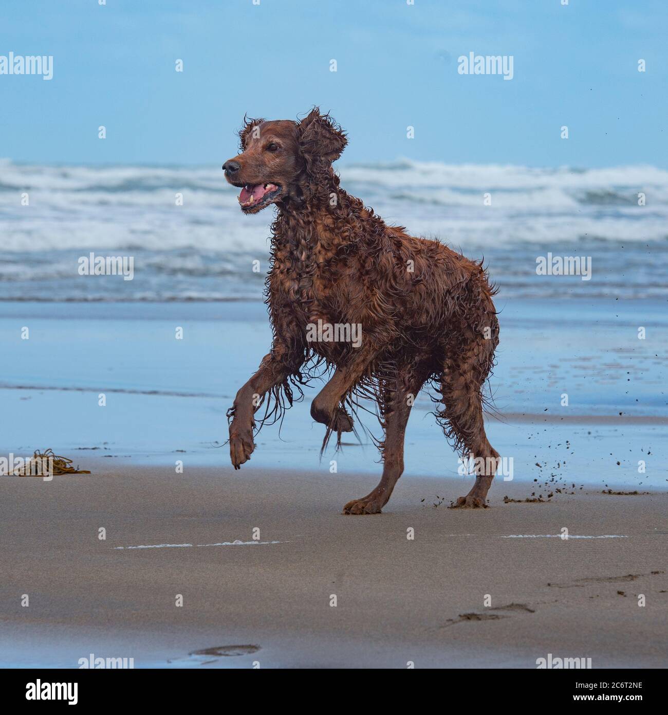 Irish setter dog on walk hi-res stock photography and images - Alamy