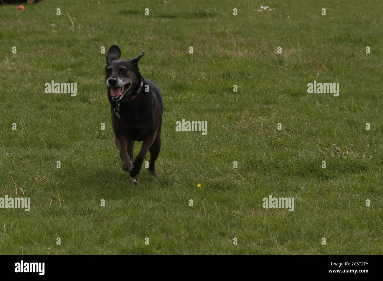 Dog back raised hi-res stock photography and images - Alamy