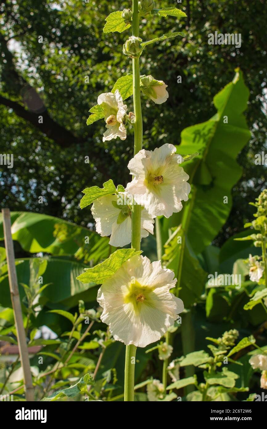 Tree hollyhock hi-res stock photography and images - Alamy