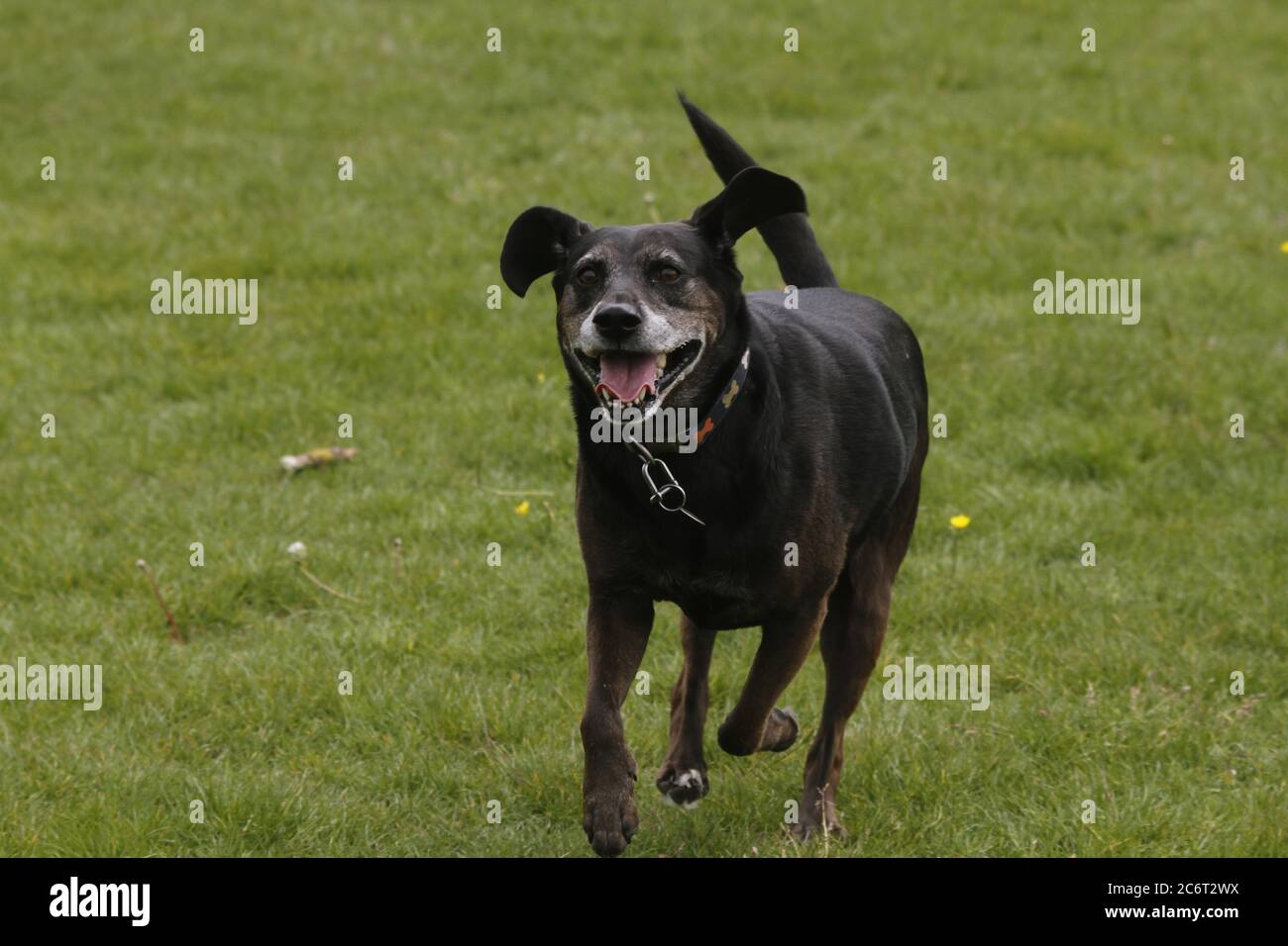 Dog back raised hi-res stock photography and images - Alamy