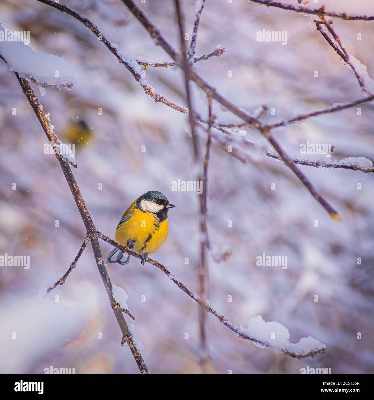 Titmouse on a snowy winter day sitting on a tree branch Stock Photo - Alamy