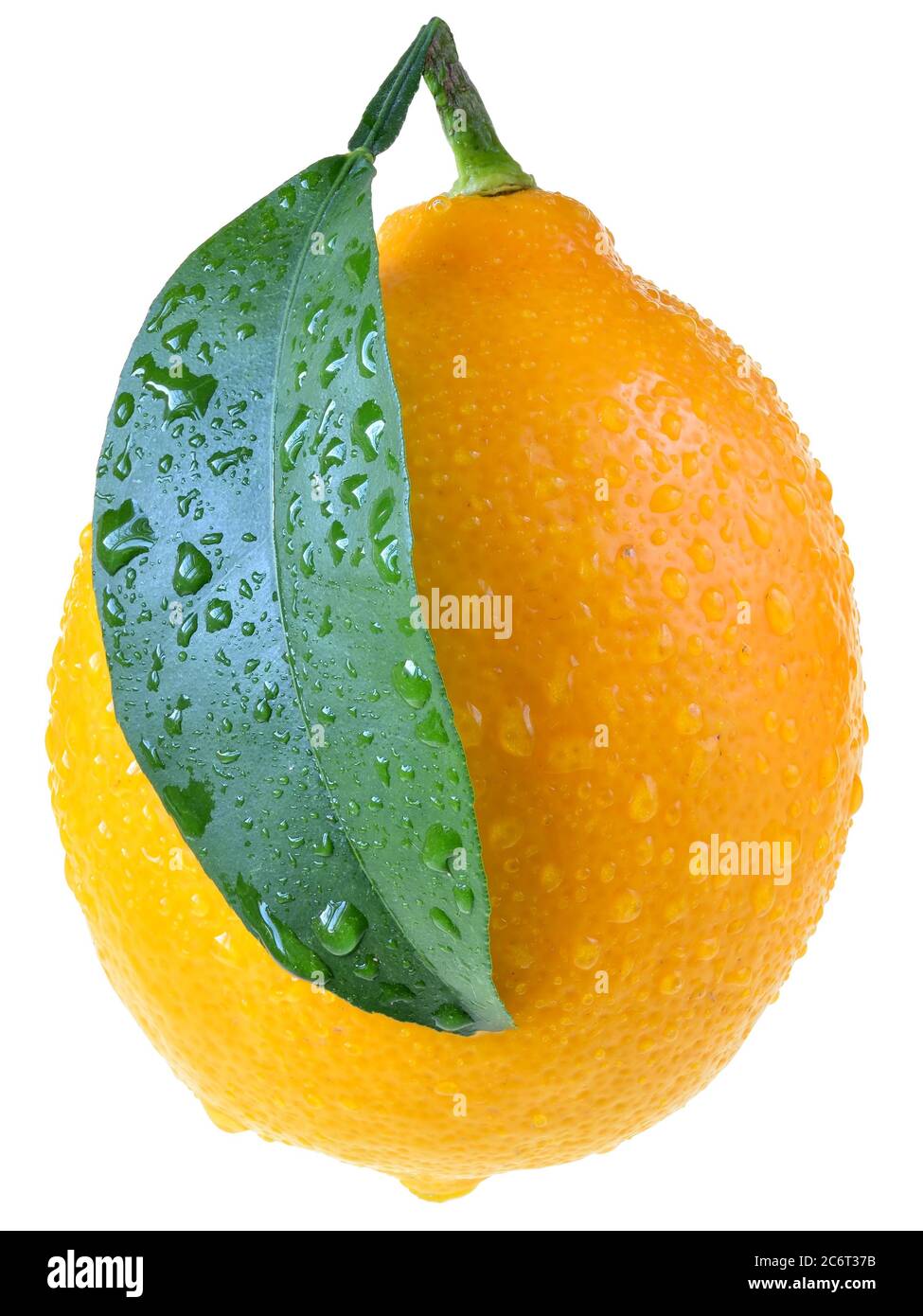 Full lemon close up with leaf on a white background Stock Photo - Alamy