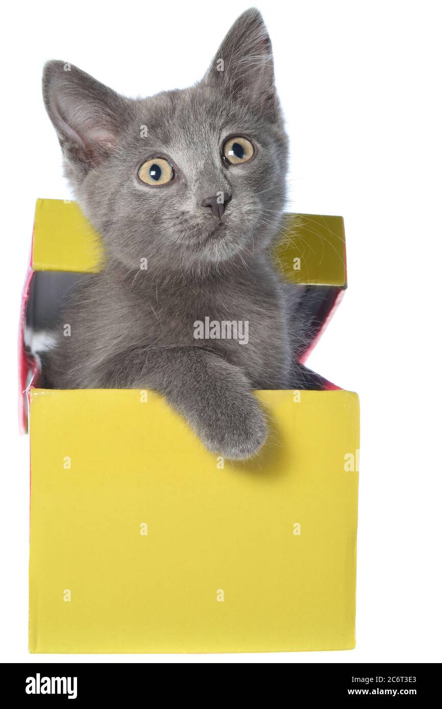 Kittens in a colorful box isolated on a white background Stock Photo ...