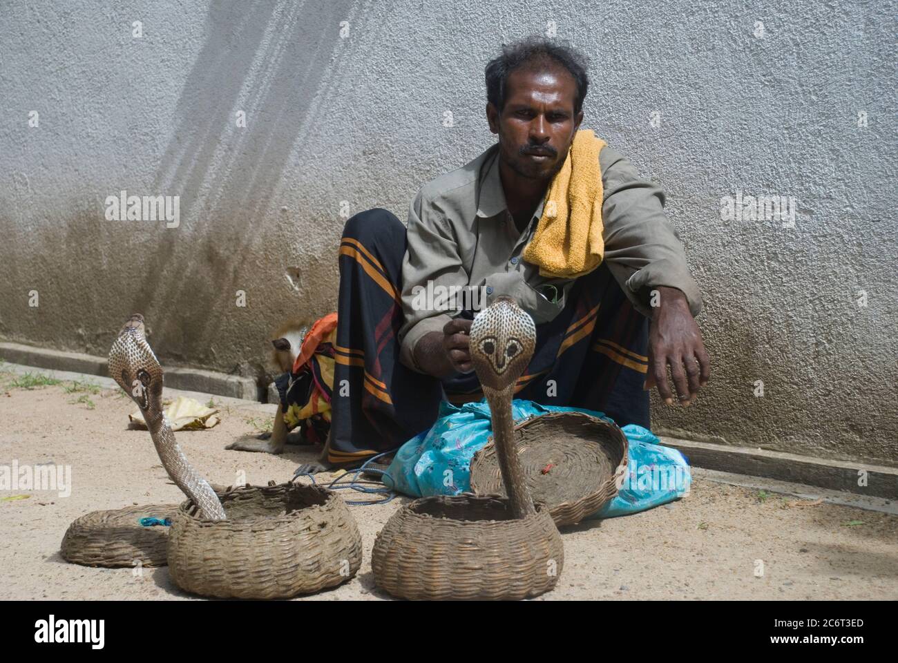 Street performer with a monkey hi-res stock photography and images - Alamy