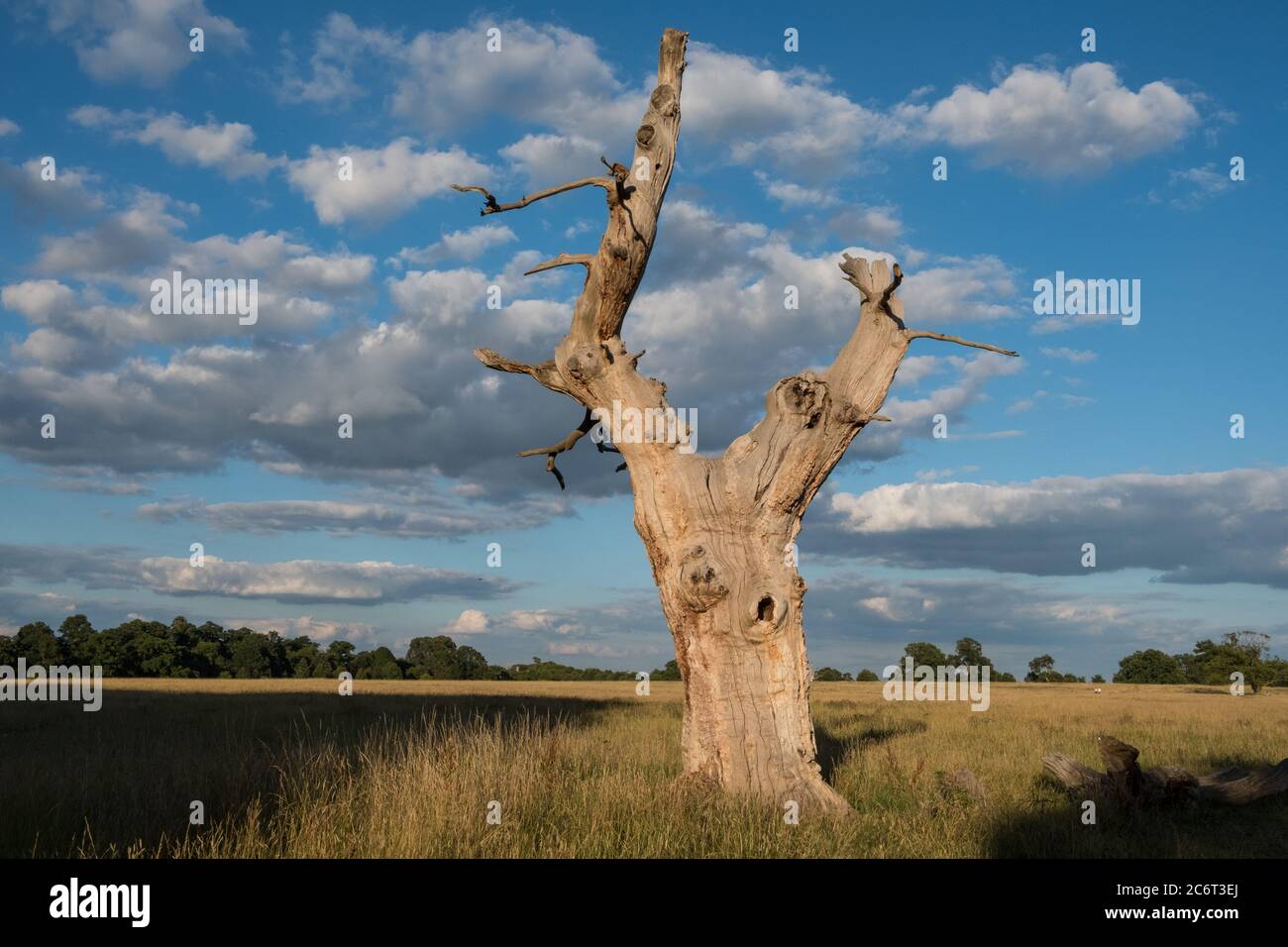 Windsor, UK. 11 July, 2020. A withered oak tree on the edge of the ...