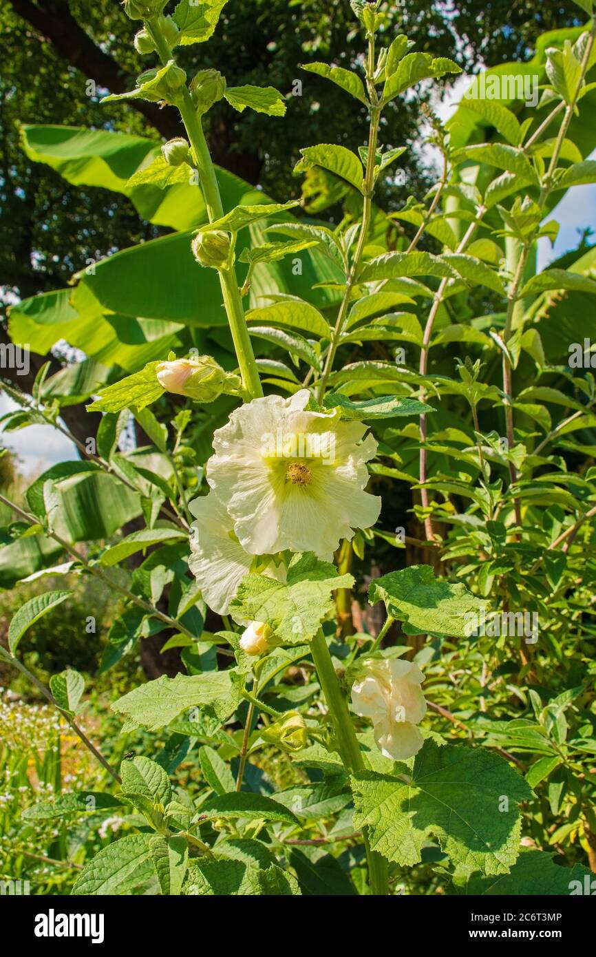 Perennial plants in the family malvaceae hi-res stock photography and ...