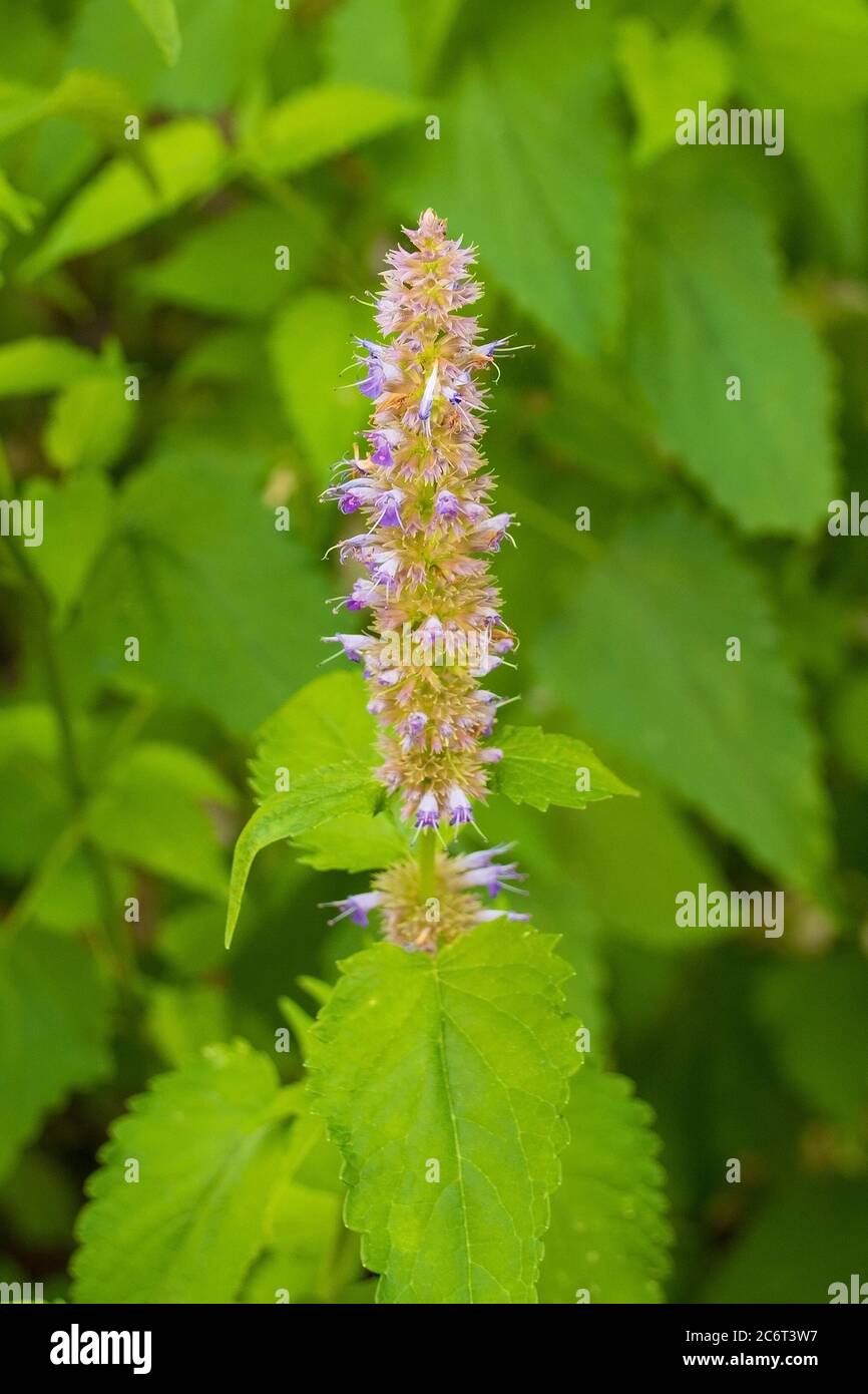A flower on a perennial agastache foeniculum plant, commonly called ...