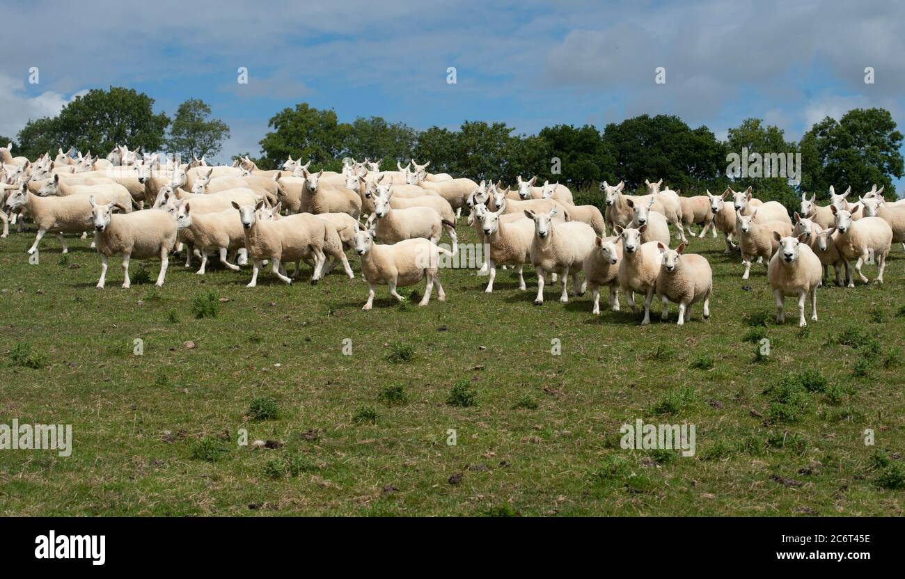 flock of Cheviot sheep Stock Photo - Alamy