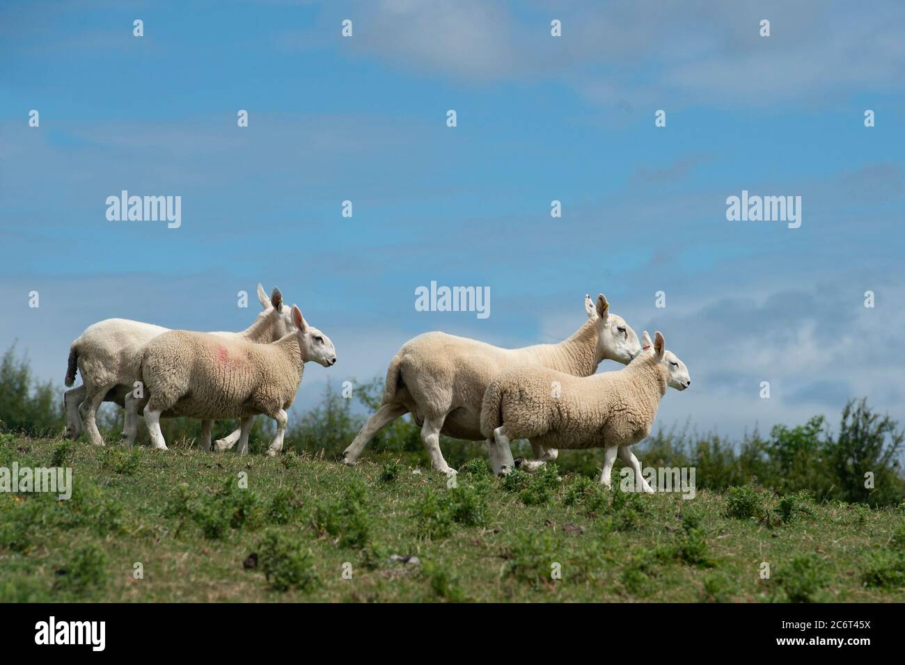 Cheviot sheep and lamb hi-res stock photography and images - Alamy