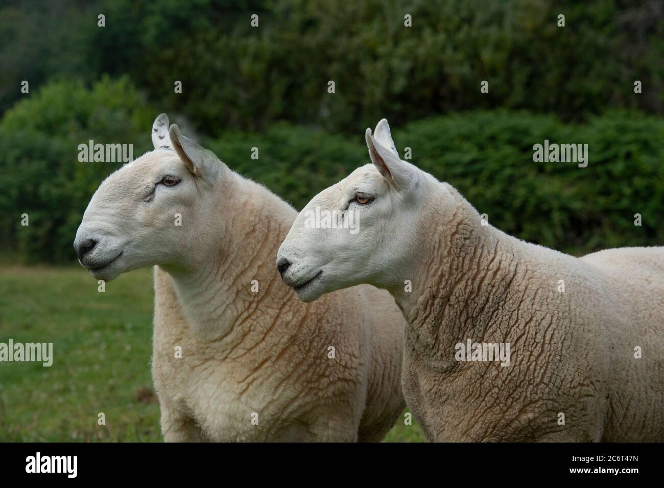 Cheviot sheep and lamb hi-res stock photography and images - Alamy
