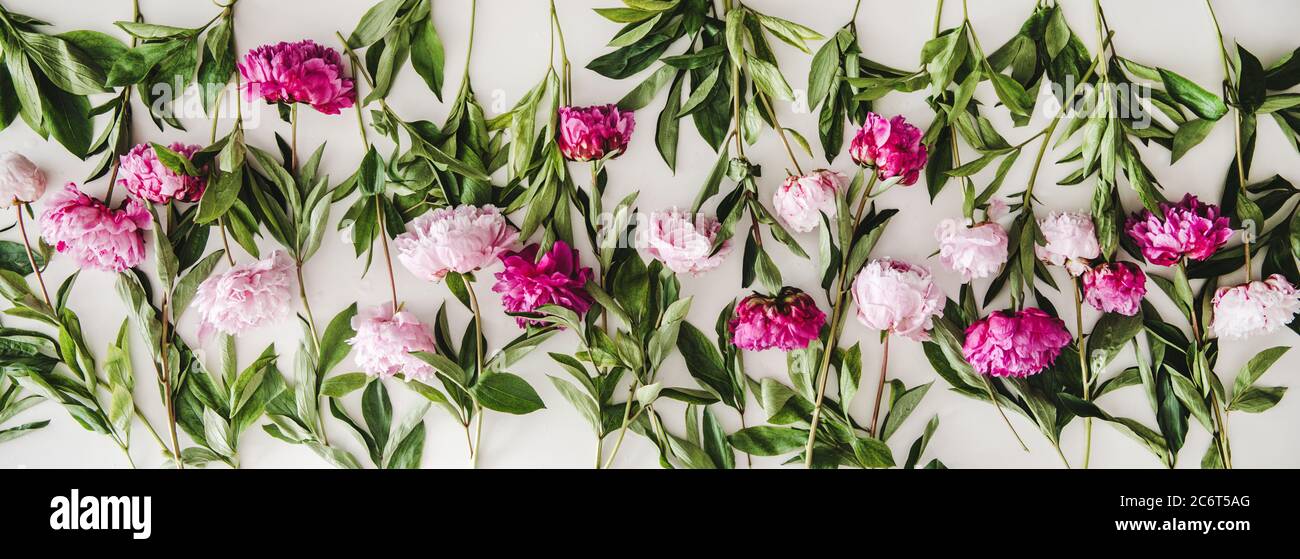 Summer peonies flowers layout on plain white background Stock Photo - Alamy