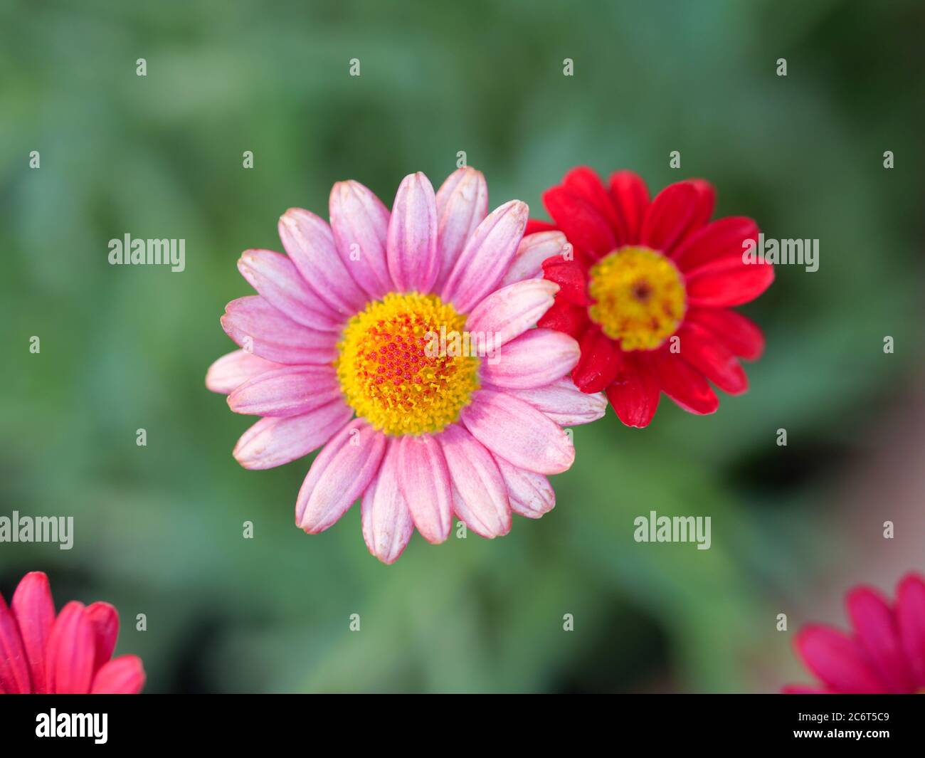 Daisy bloom hi-res stock photography and images - Alamy