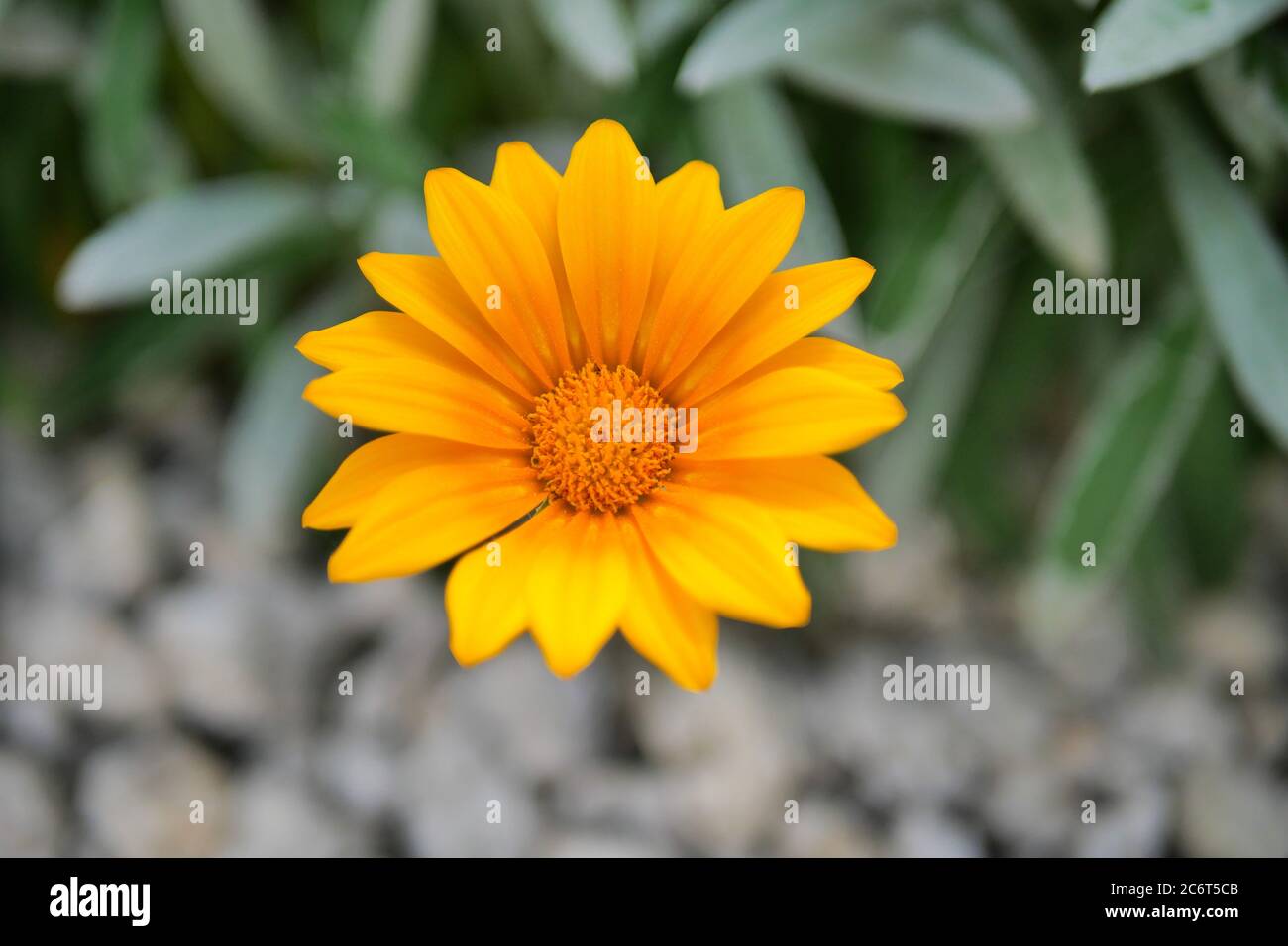 Yellow daisy petals hi-res stock photography and images - Alamy