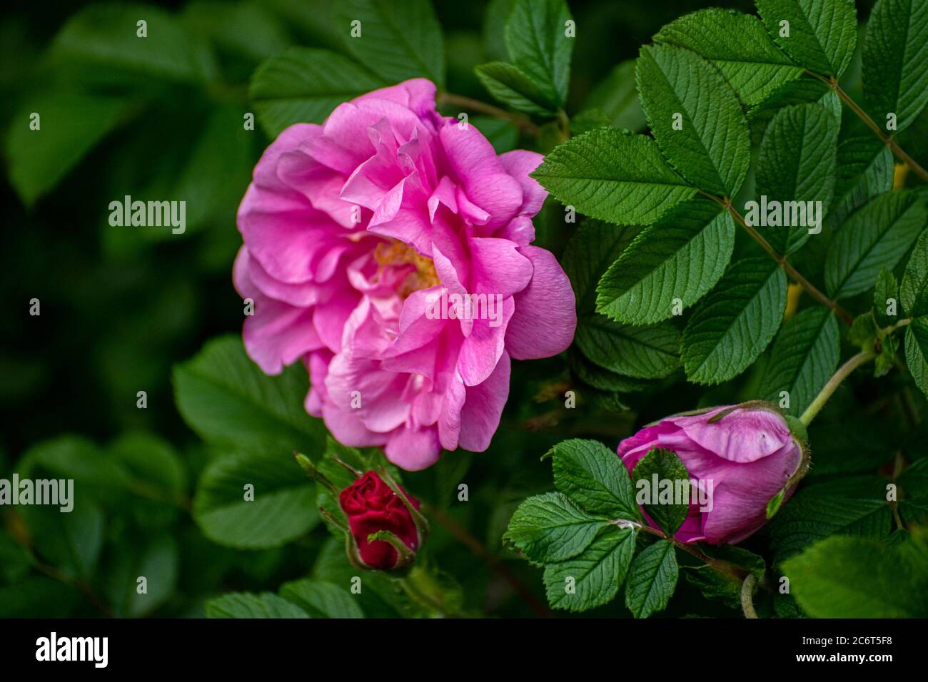 Canker flower hi-res stock photography and images - Alamy
