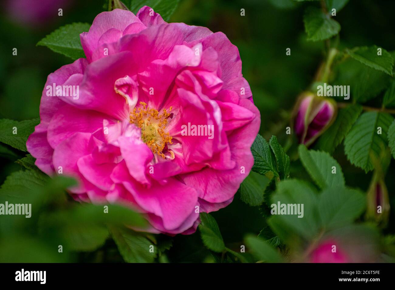 Canker flower hi-res stock photography and images - Alamy