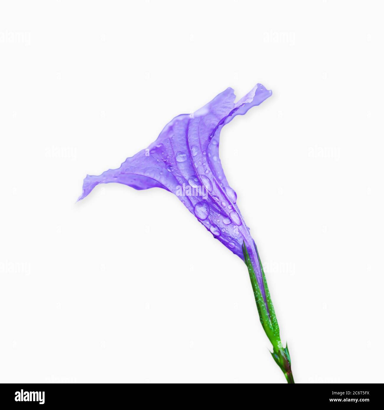 Blooming Ruellia tuberosa or Minnieroot flower with morning dew ...