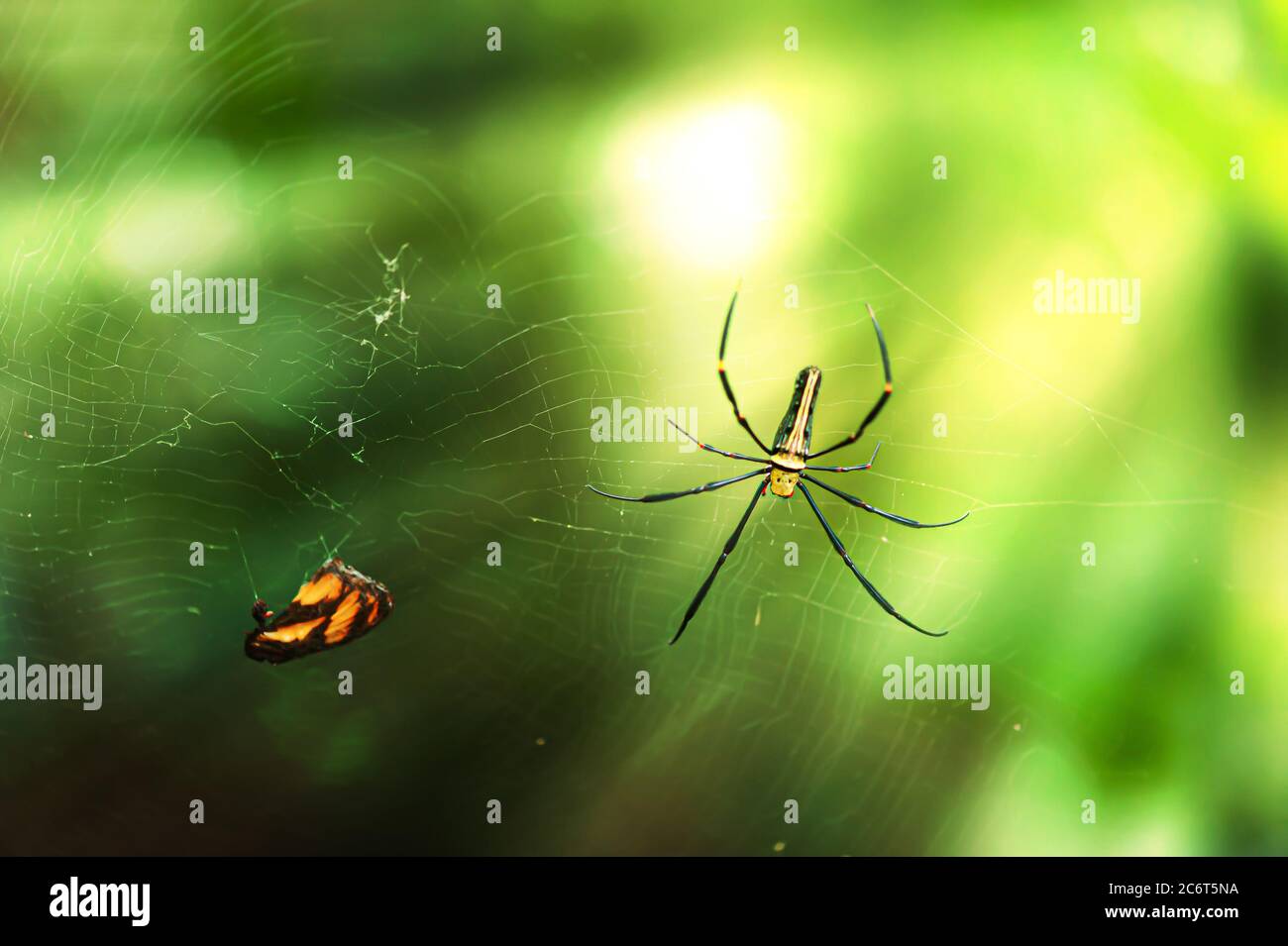 Golden orb-web spider caught a Monarch butterfly. Focus on spider. Khao ...