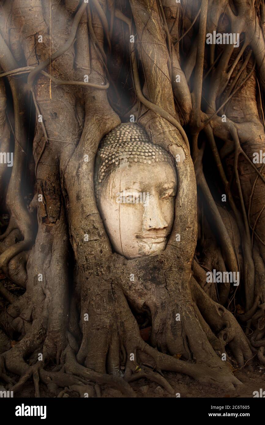 Ancient Buddha head overgrown by the roots of Bodhi tree at Wat ...