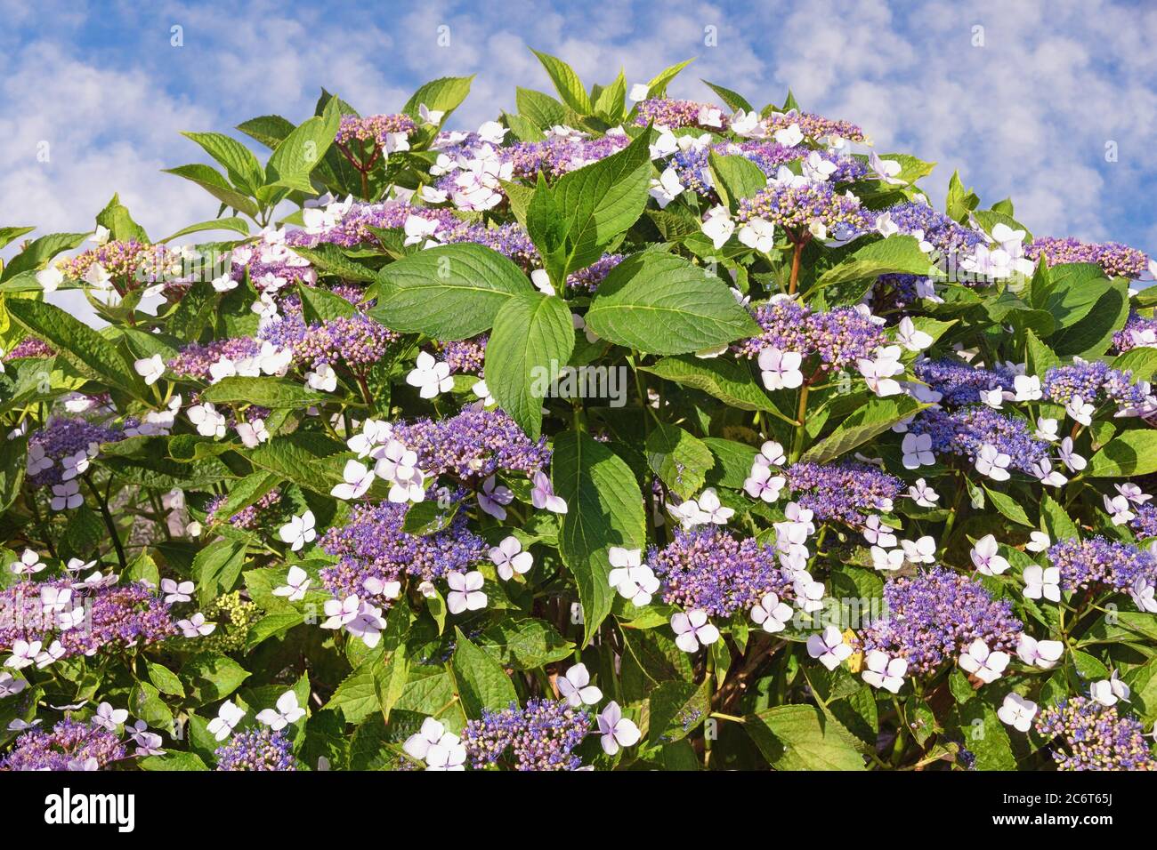 Hydrangea Aspera High Resolution Stock Photography and Images - Alamy