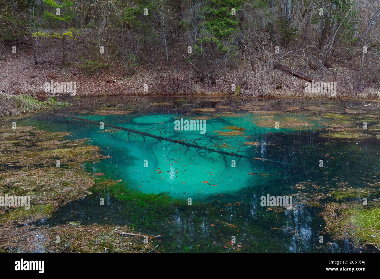 Saula blue springs pond (siniallikas). Tranquil blue and green grades ...