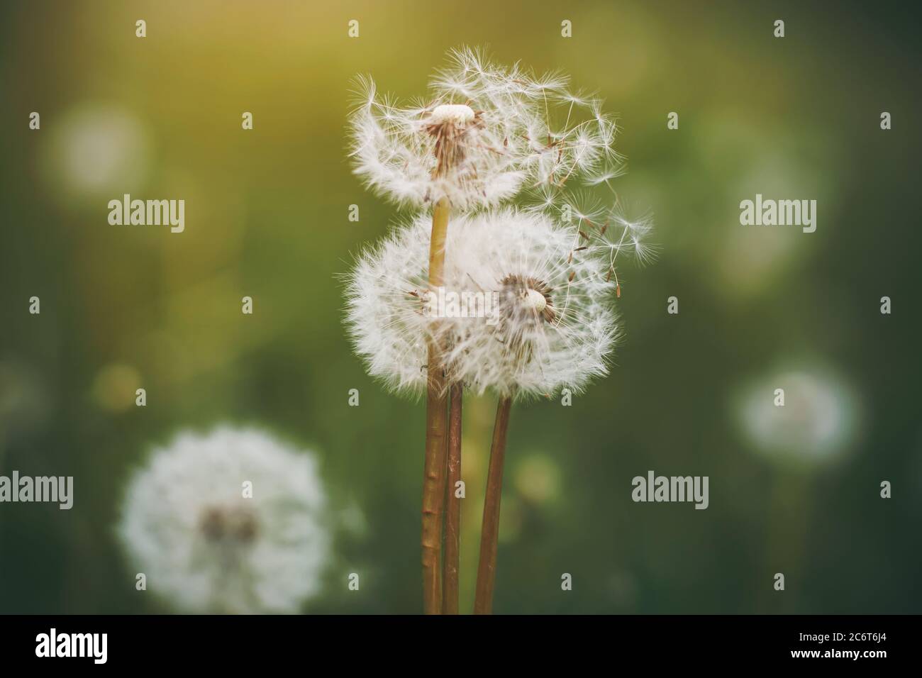Among the green grass on long stalks grow fluffy flowers of dandelions ...