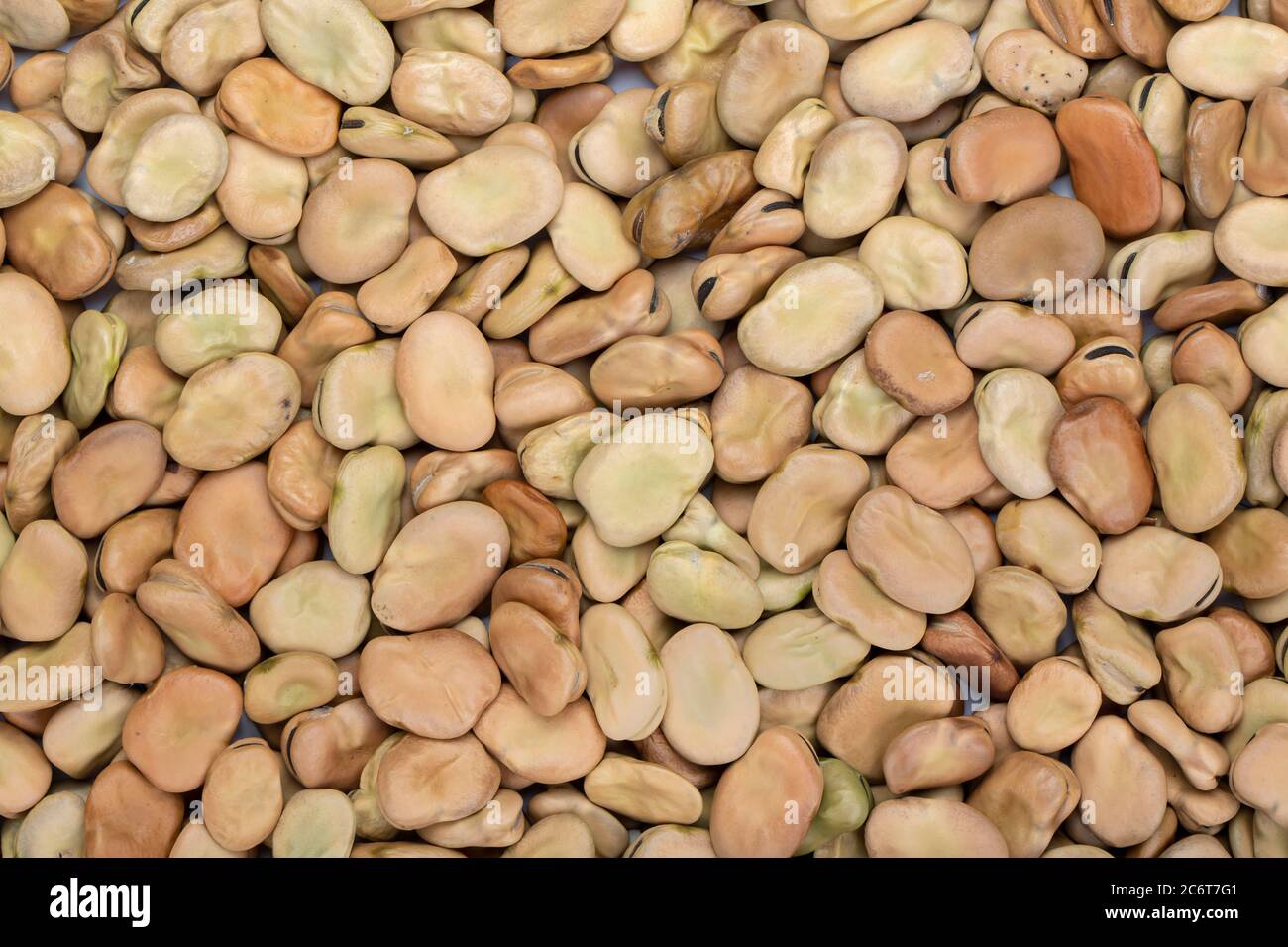 raw dry broad beans sprinkled as a background. Bean texture is clearly ...