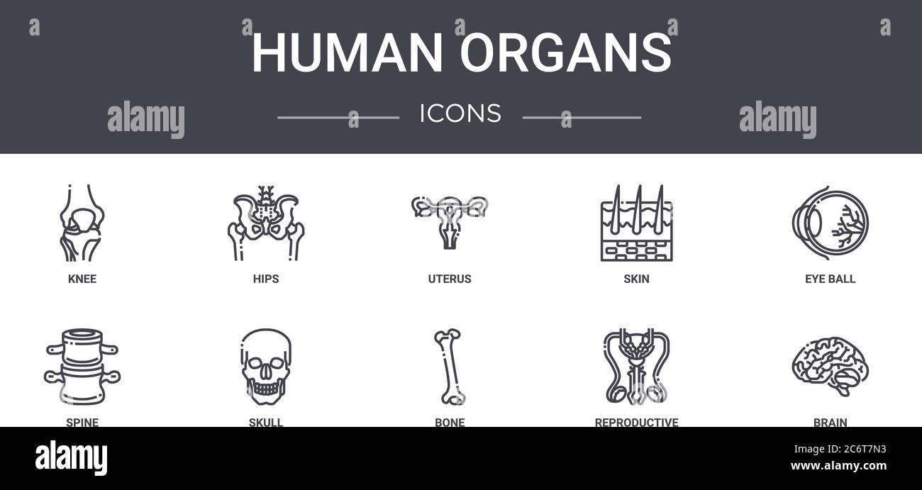 human organs concept line icons set. contains icons usable for web ...