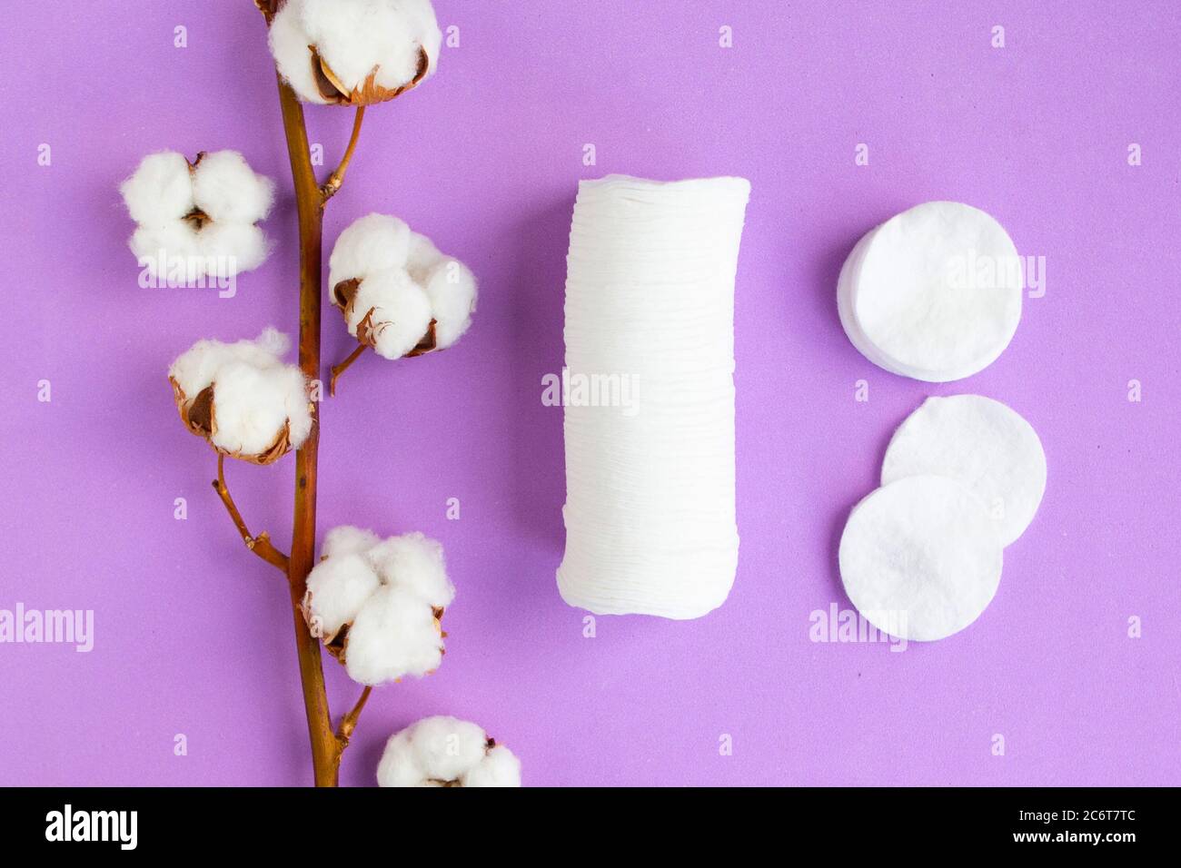 Cotton branch and cotton sponges on purple background, top view Stock ...