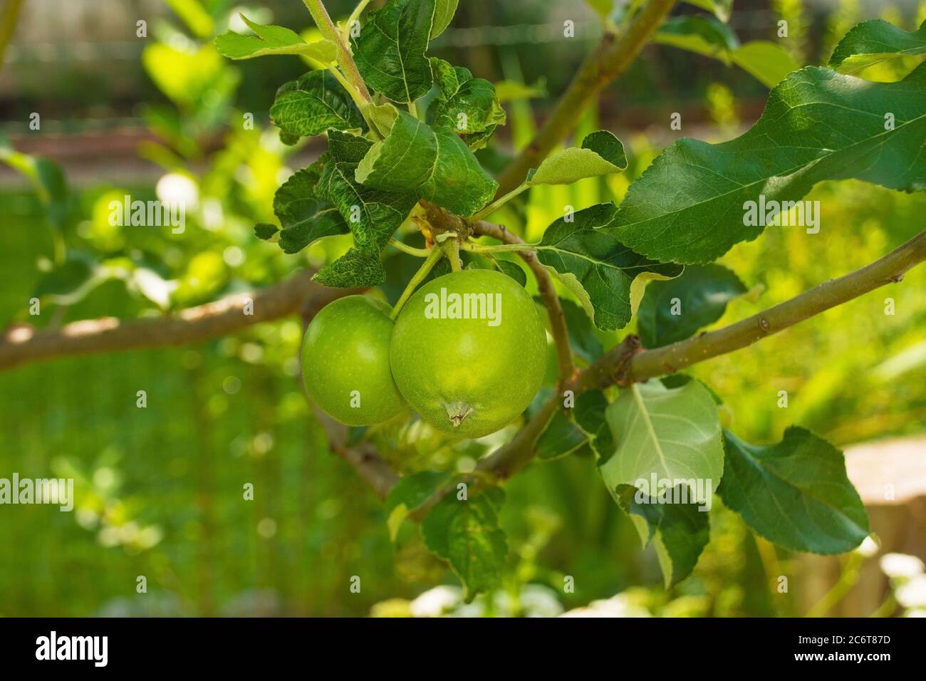 Cultivation Of Apples In Italy High Resolution Stock Photography and ...