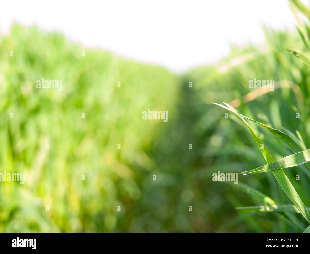 Wheat blade. Young green wheat grass sprouts on sunny field Stock Photo ...