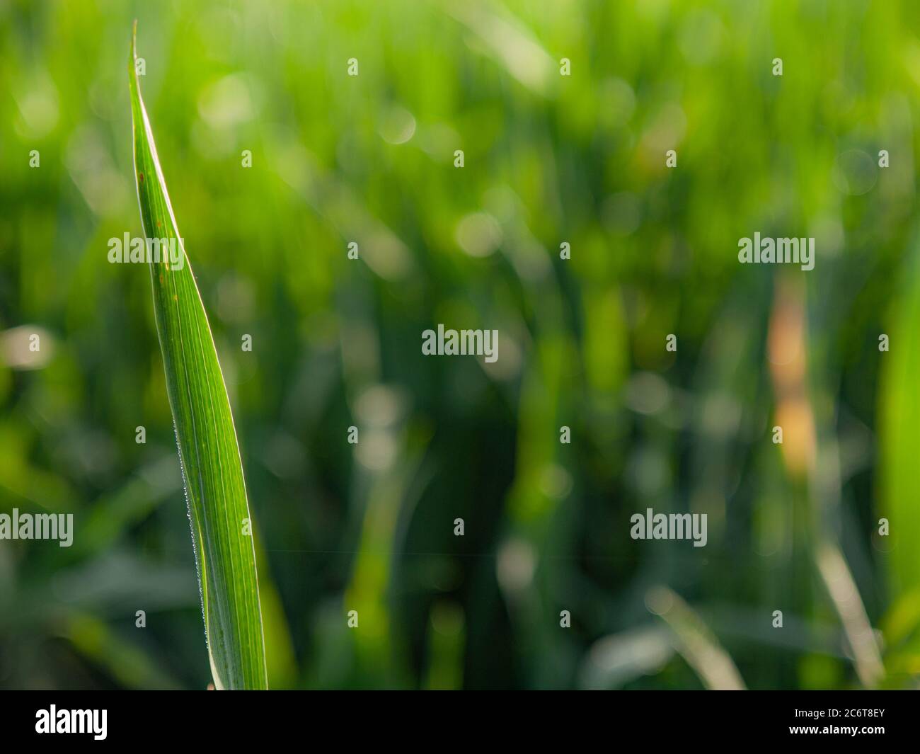 Wheat blade. Young green wheat grass sprouts on sunny field Stock Photo ...