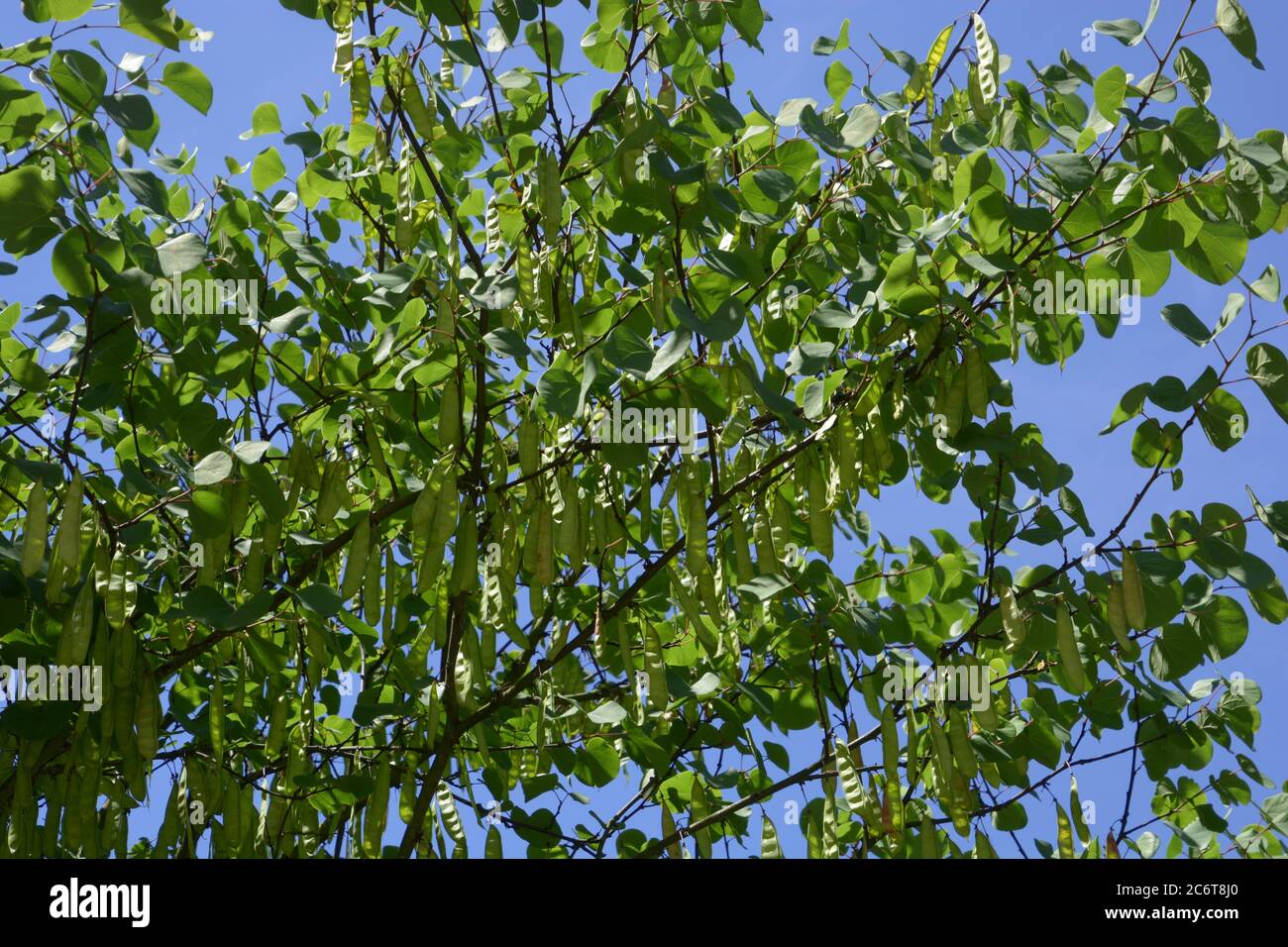 judas-tree with green fruits in front of blue summer sky Stock Photo ...