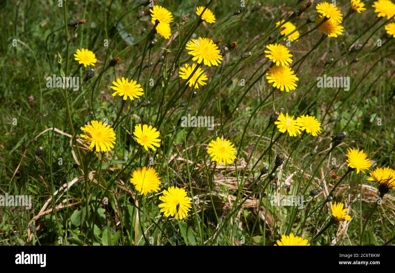Common Hawkweed (Hieracium umbellatum) in meadow Stock Photo - Alamy
