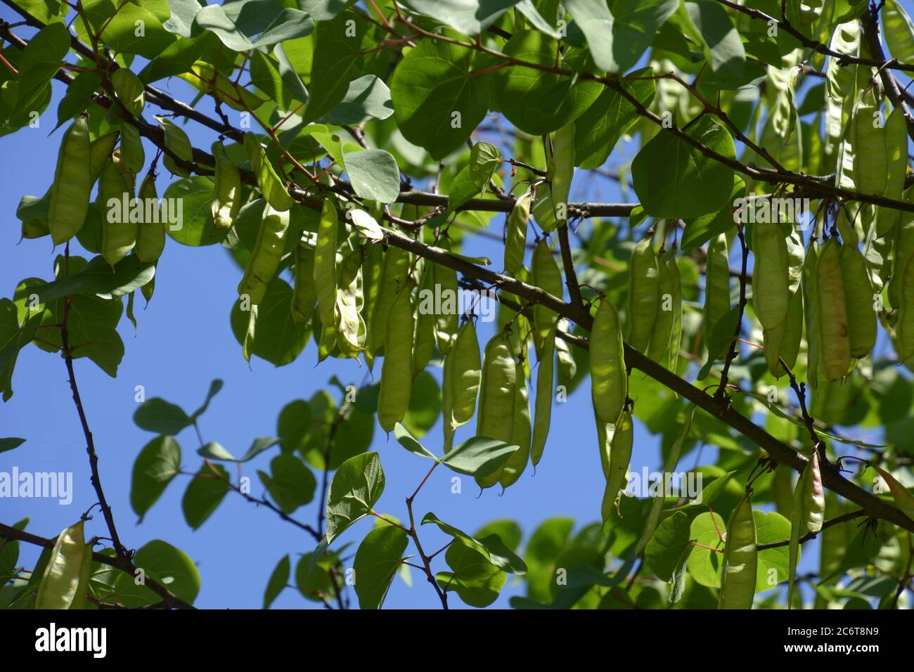 cercis siliquastrum seeds and leaves in summer Stock Photo - Alamy