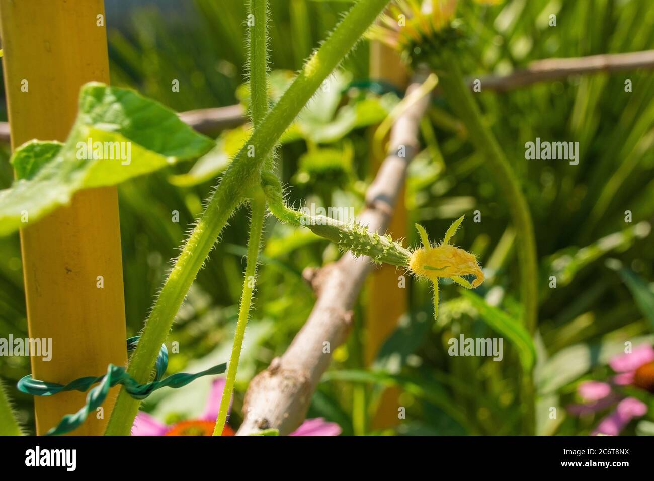 Creeping cucumber plant hi-res stock photography and images - Alamy